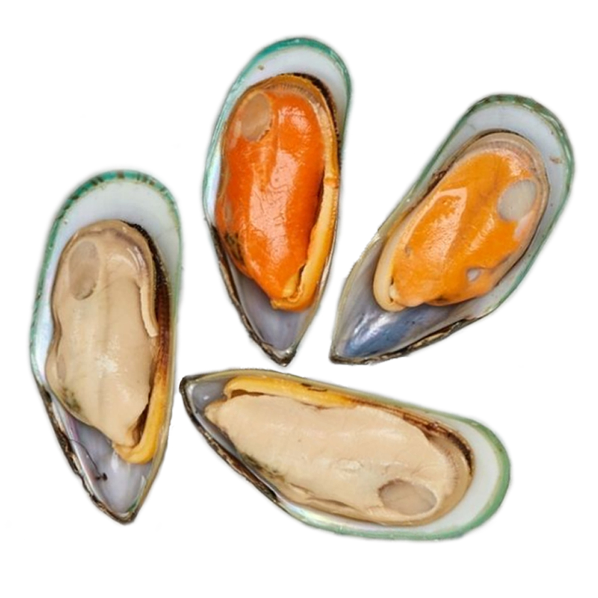 Mexilhão da Nova Zelândia - Sabores do Costume